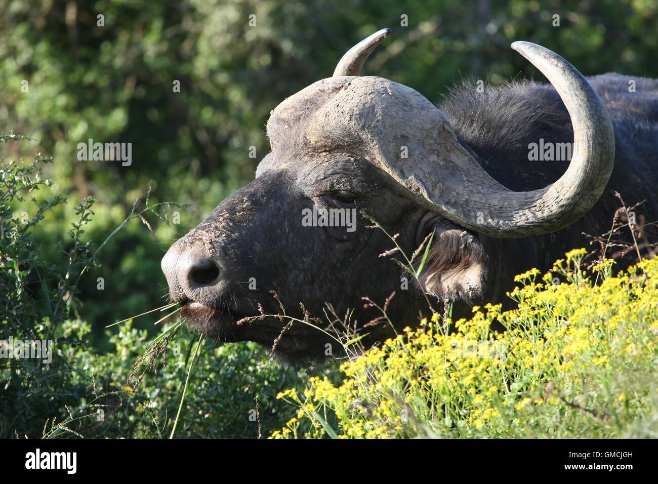 African Buffalo Portrait Stock Photo - Alamy