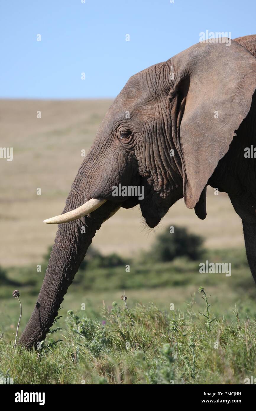 Elephant side profile hi-res stock photography and images - Alamy