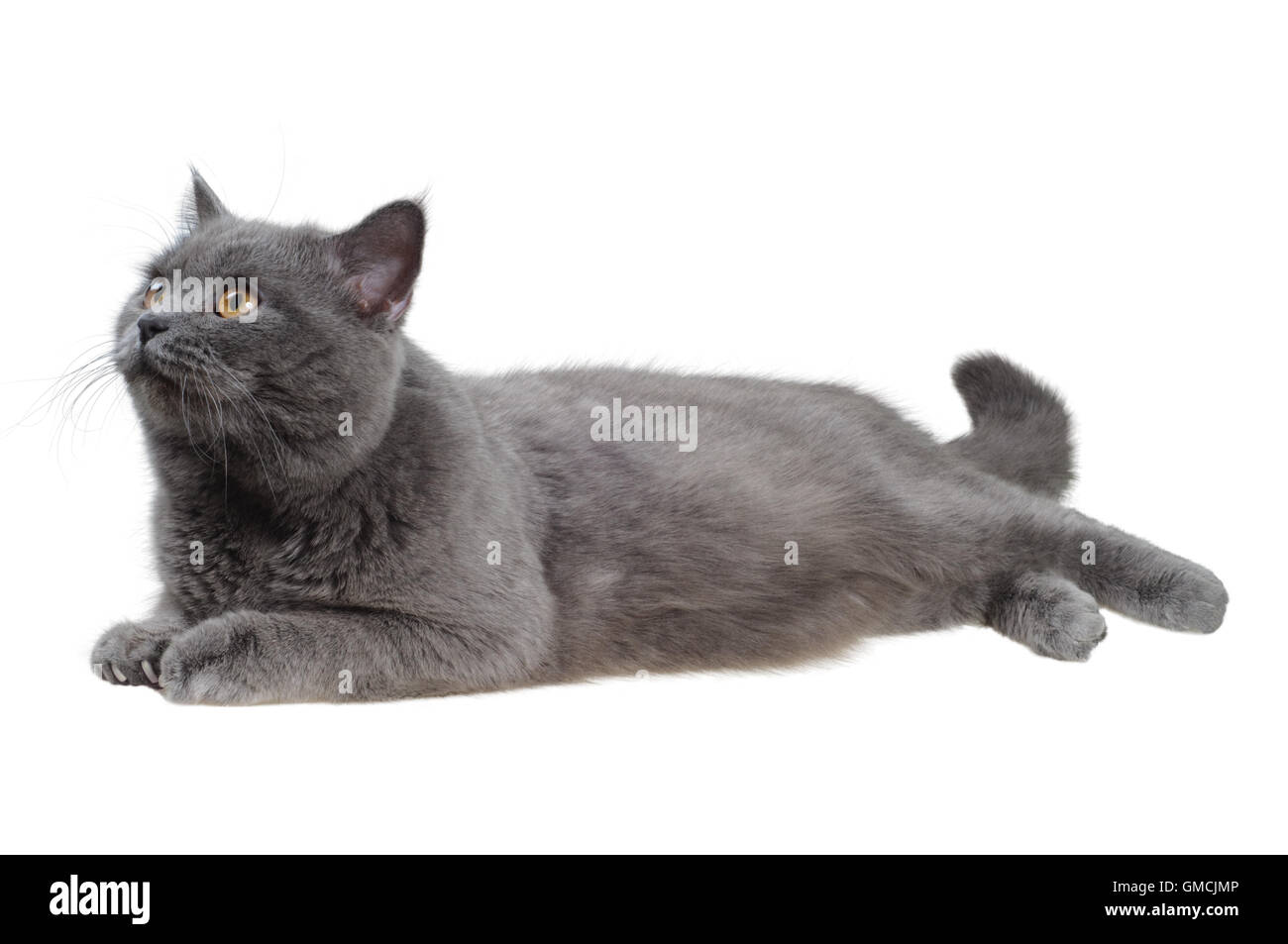 Cat Looking Left High Resolution Stock Photography and Images - Alamy