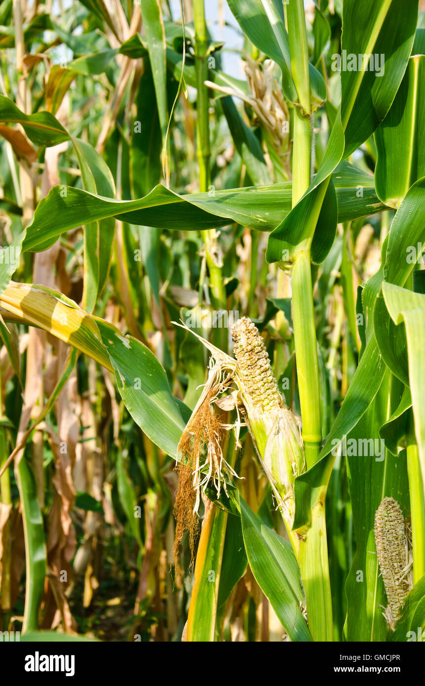Damage of cornfield Stock Photo - Alamy