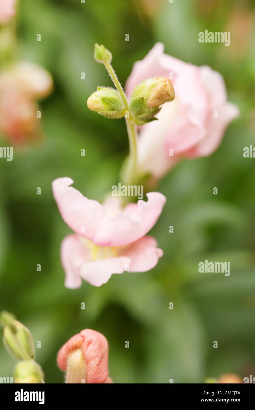 Snapdragon stem hi-res stock photography and images - Alamy