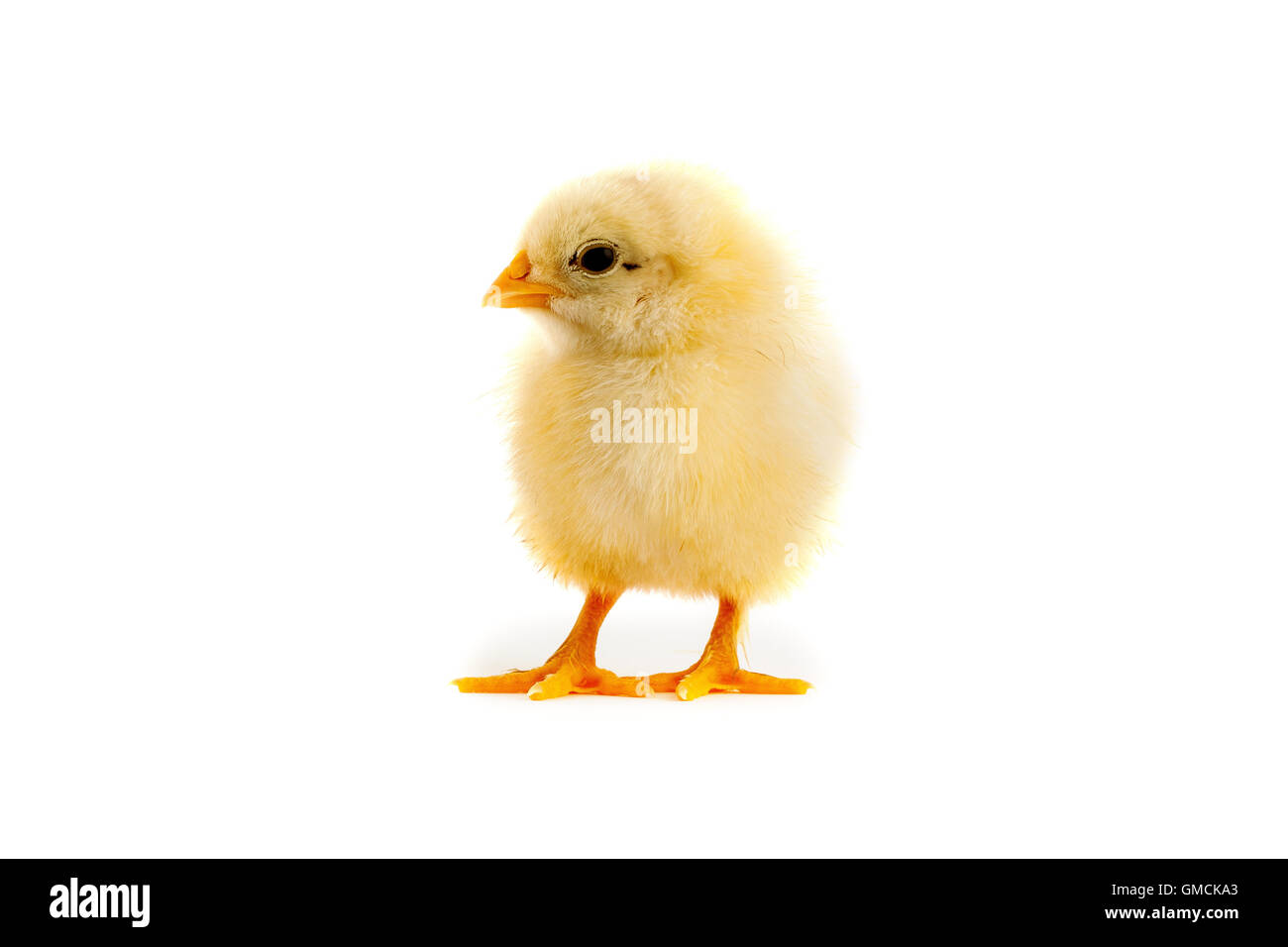 The yellow chick on a white background Stock Photo - Alamy