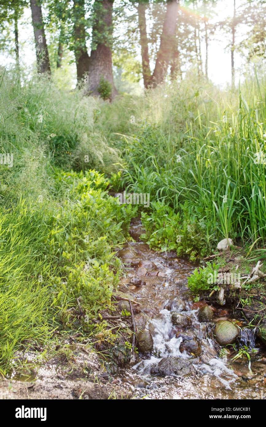 Stream moss light beam hi-res stock photography and images - Alamy