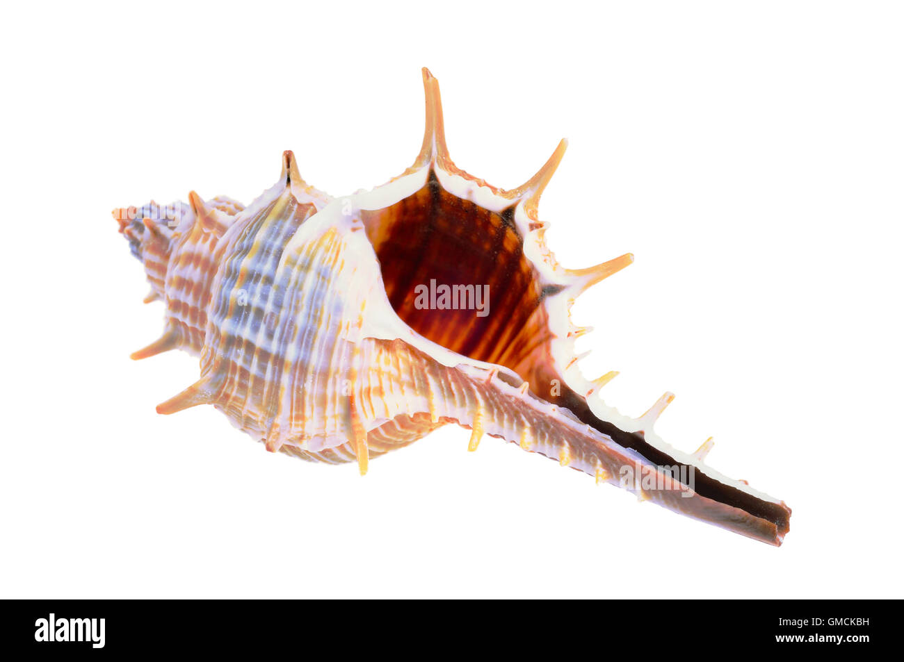 Seashell exoskeleton hi-res stock photography and images - Alamy