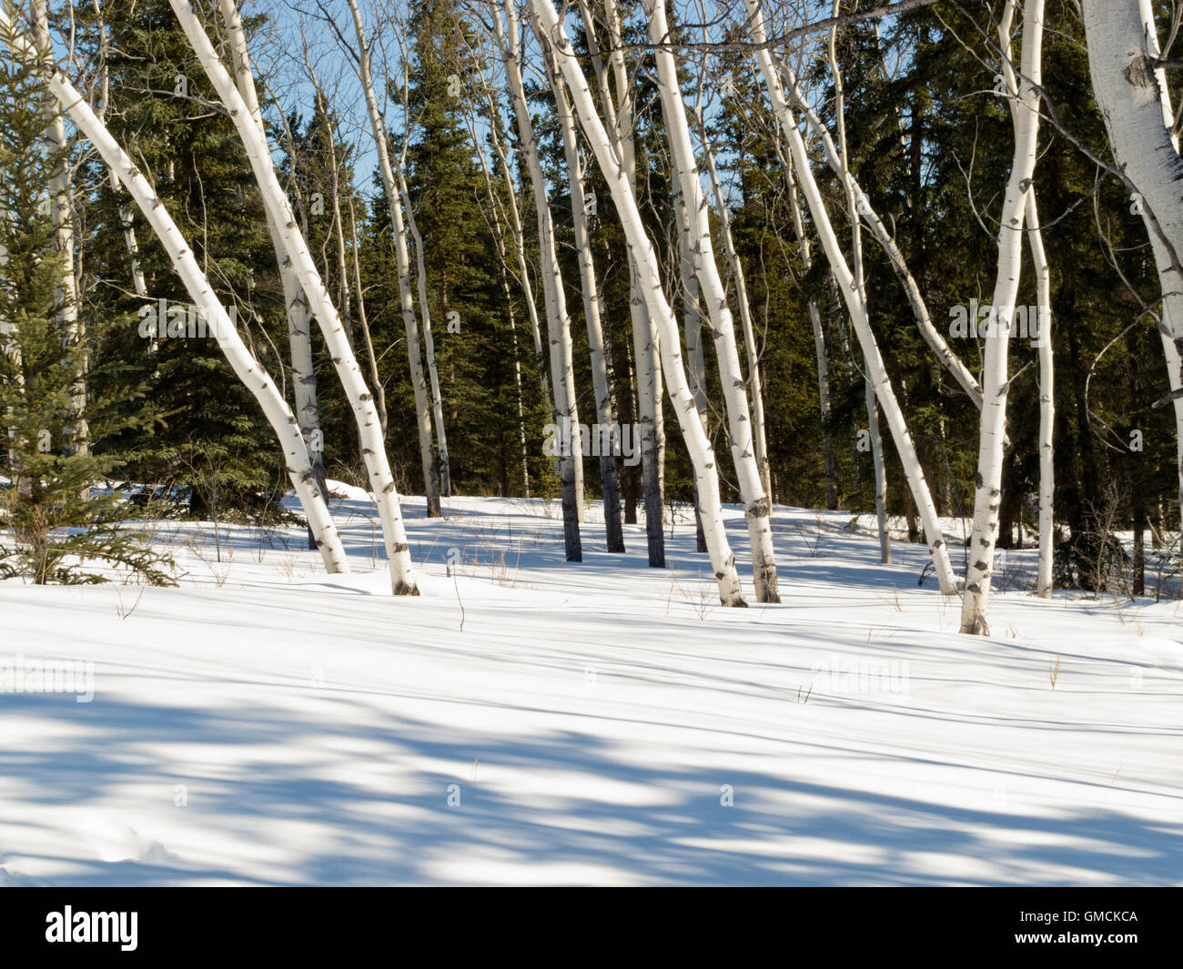 Aspen trees groove in winter boreal forest taiga Stock Photo - Alamy