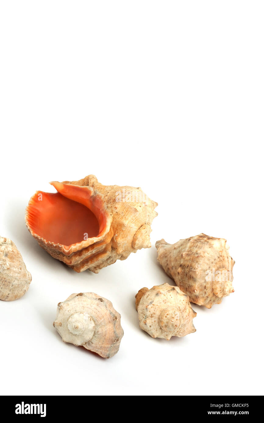 Five seashells hi-res stock photography and images - Alamy