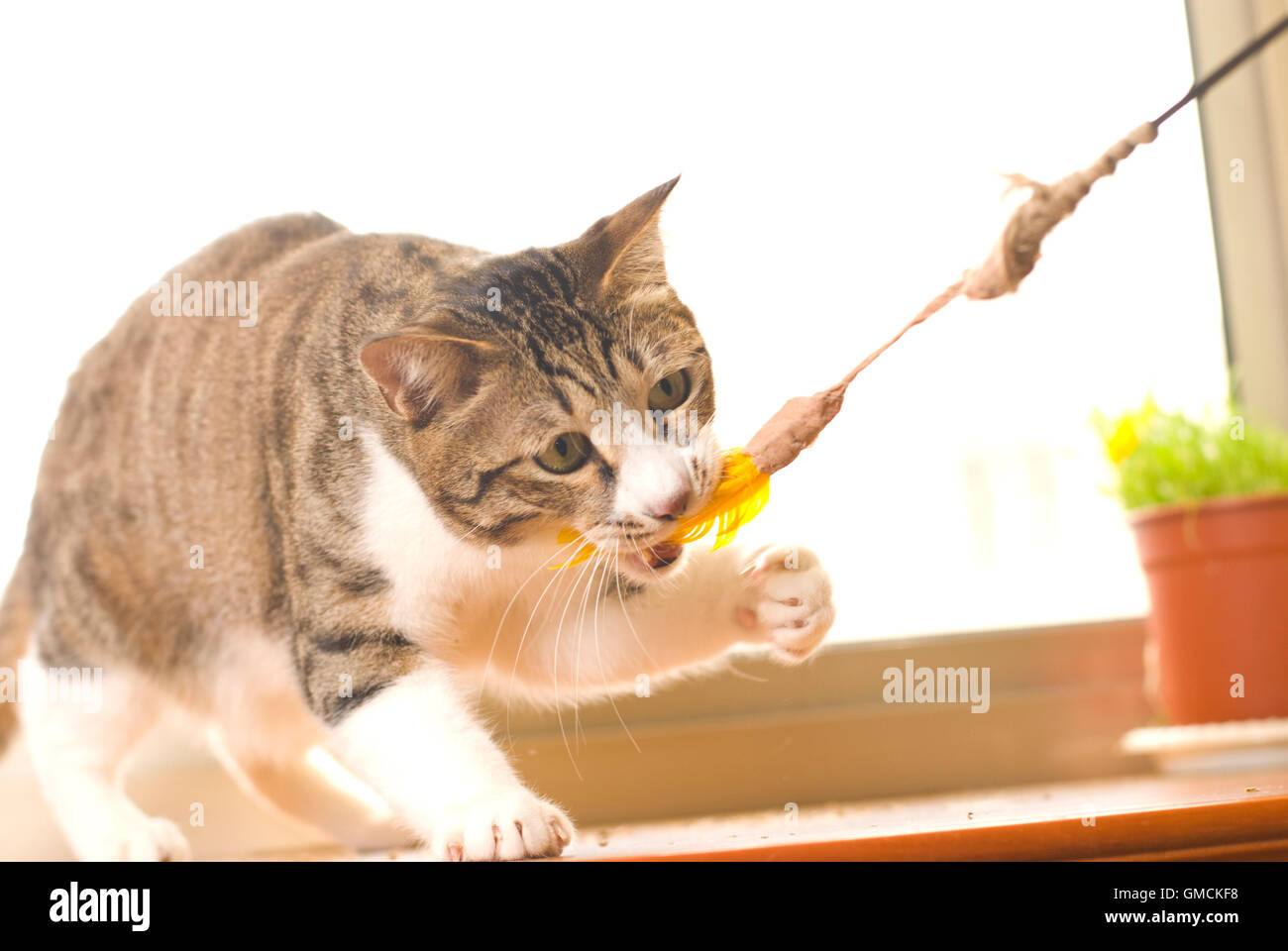 Cat playing toy jumping hi-res stock photography and images - Alamy