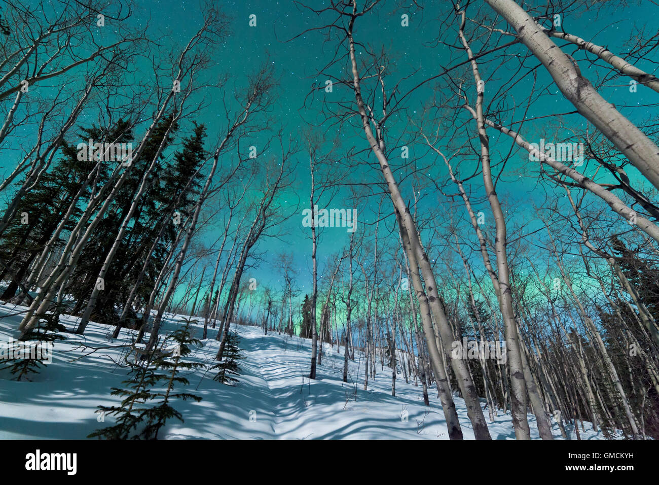 Aurora borealis over taiga forest hi-res stock photography and images ...