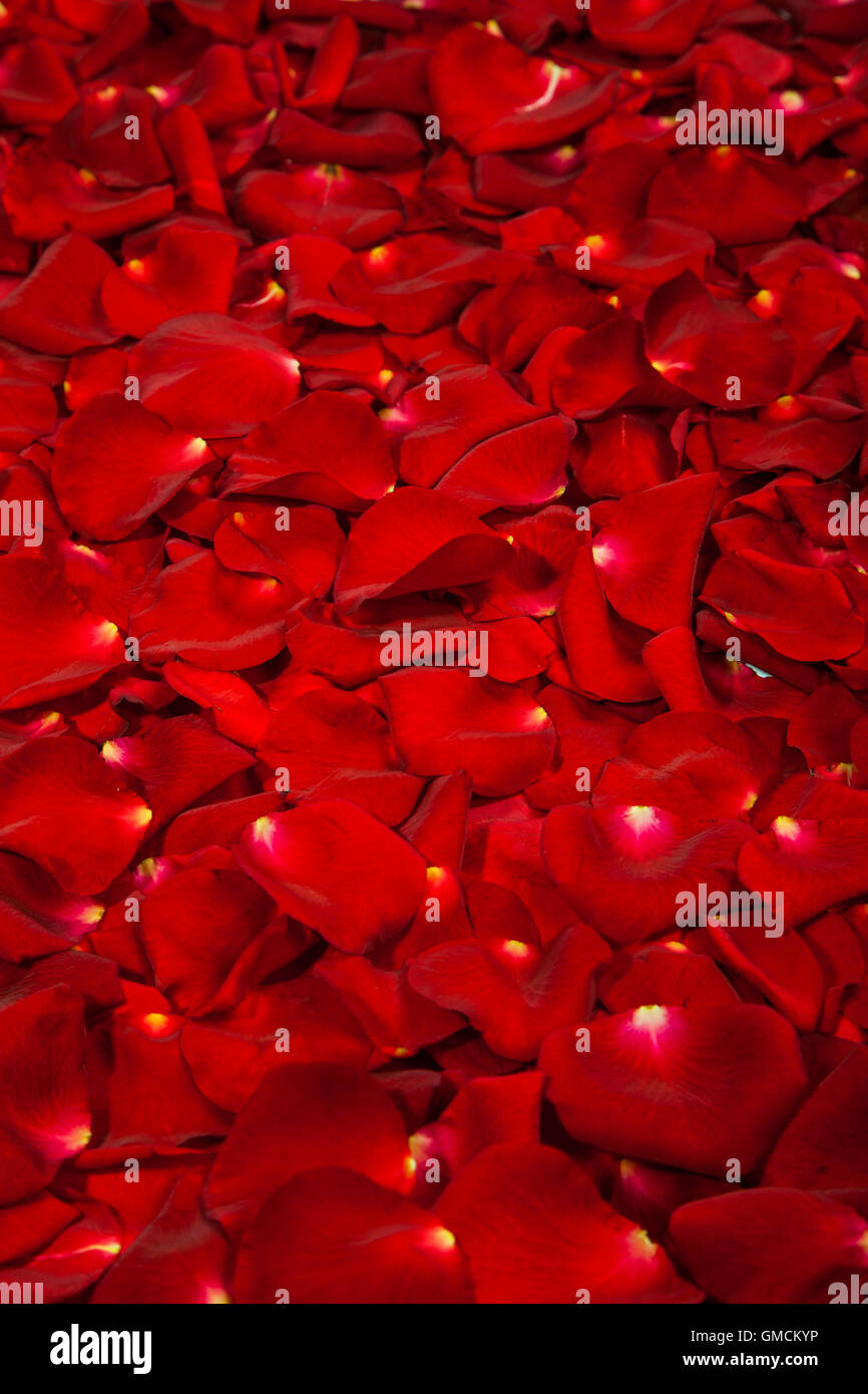 Background of red rose petals Stock Photo - Alamy