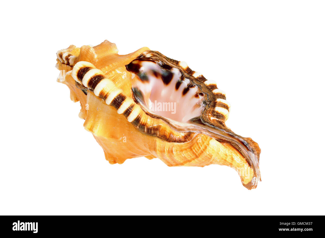 Seashell exoskeleton hi-res stock photography and images - Alamy