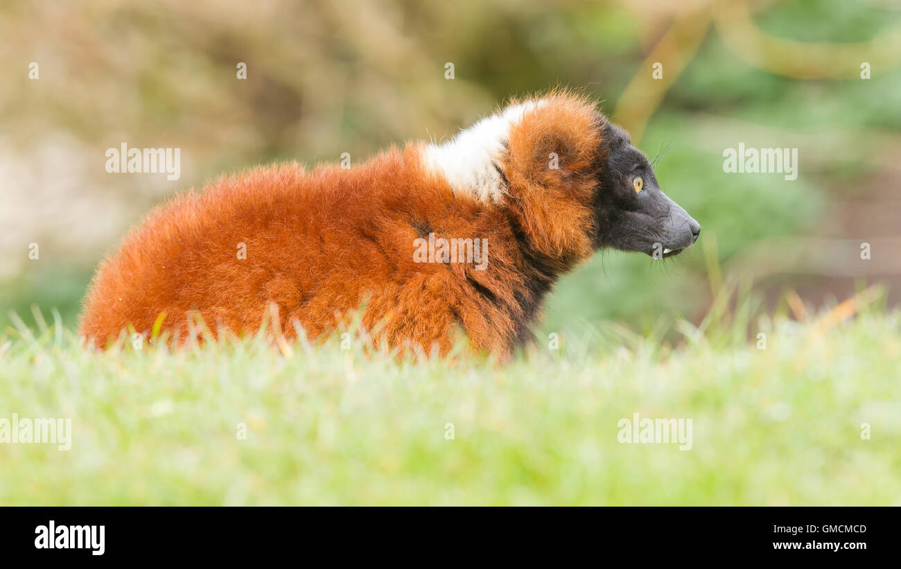 Red Bellied Monkey High Resolution Stock Photography and Images - Alamy