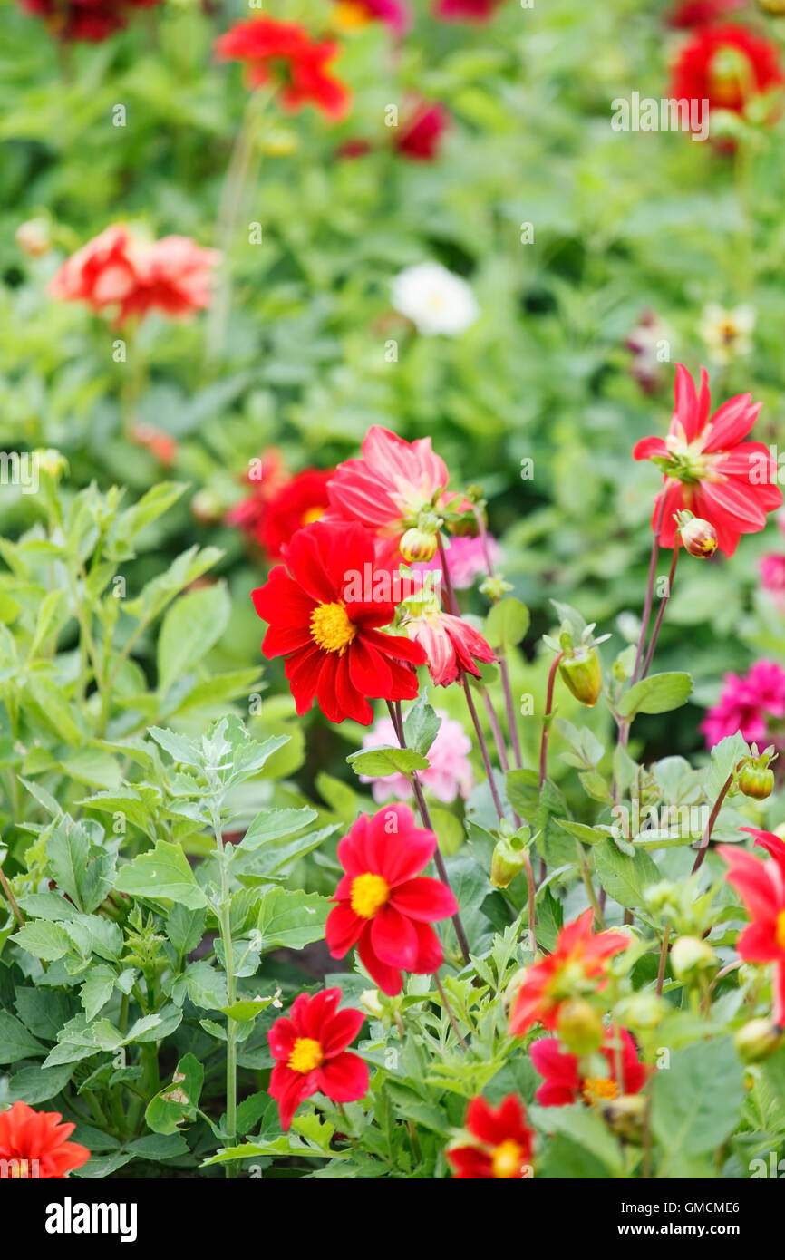 field of dahlia Stock Photo - Alamy