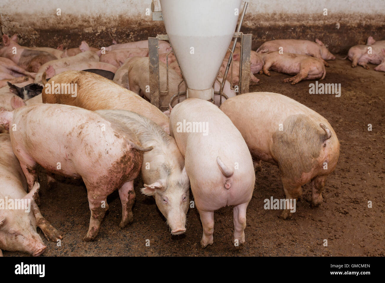 Pig farm Stock Photo - Alamy