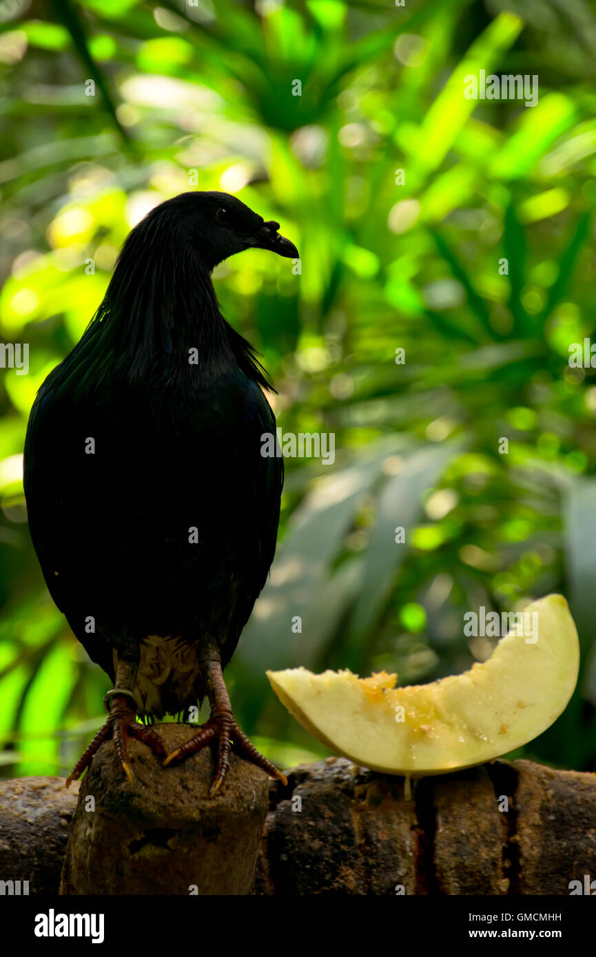 Backlight pigeon hi-res stock photography and images - Alamy