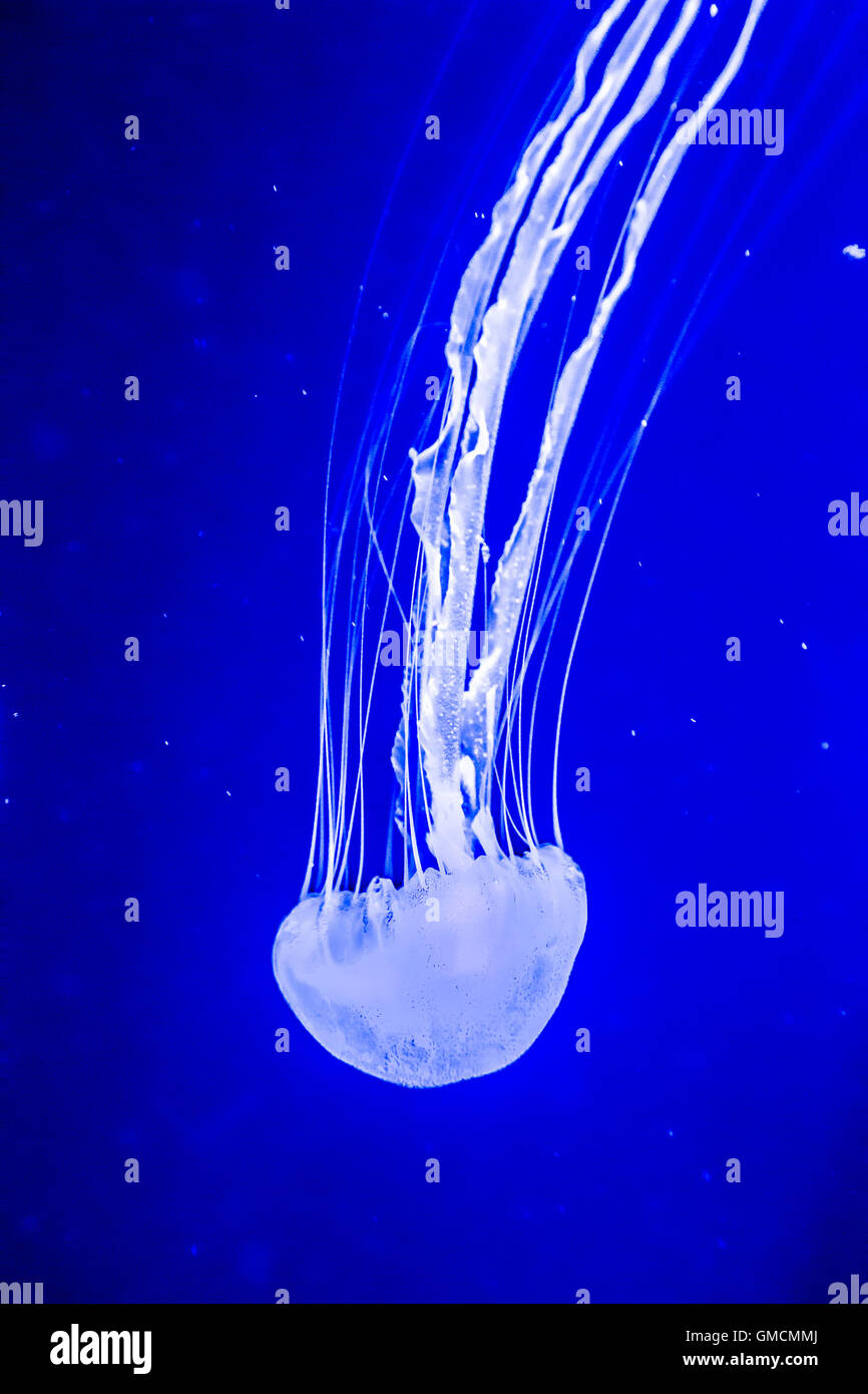 Beautiful jellyfish moving slowly hi-res stock photography and images ...