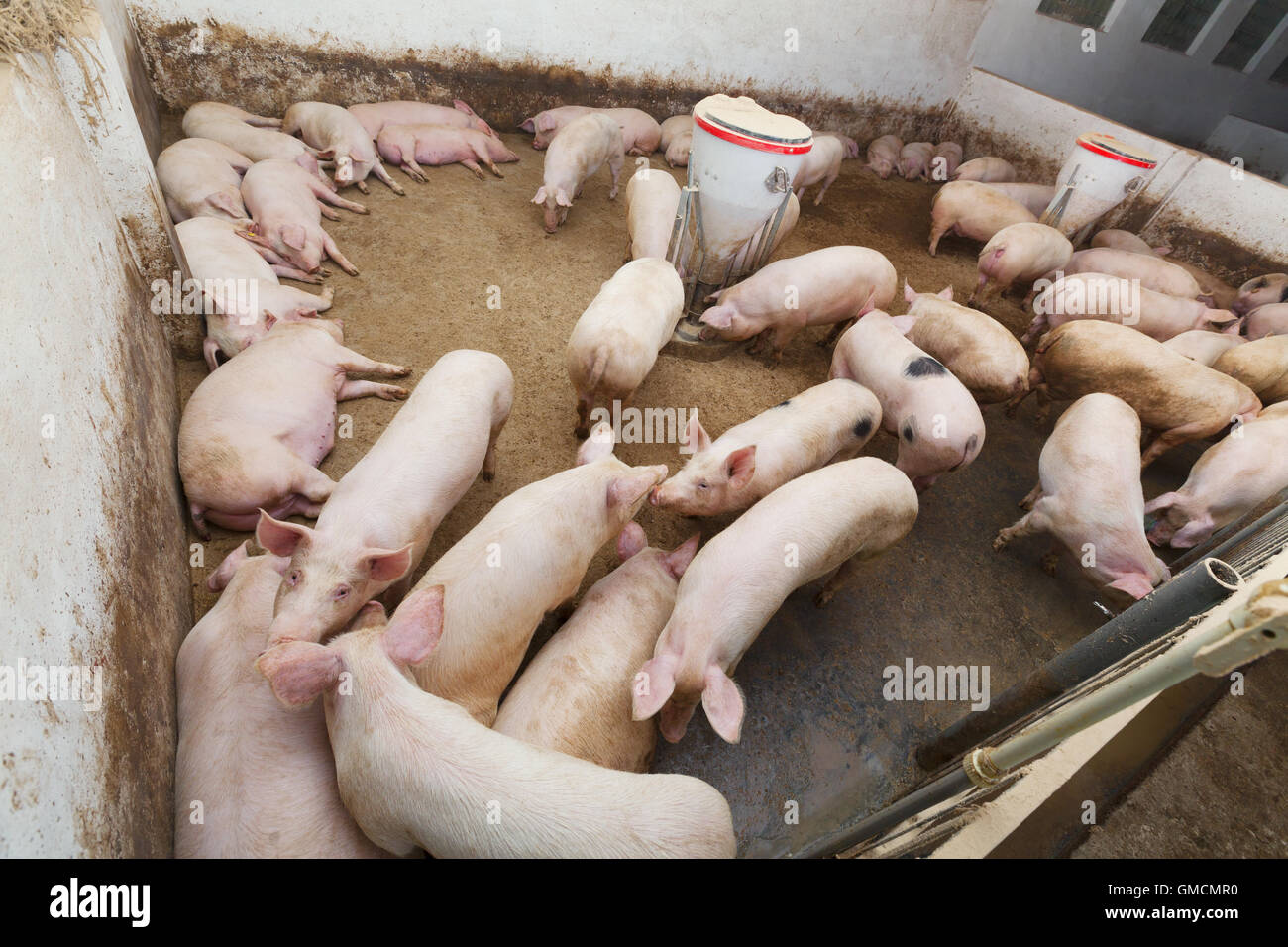 Slaughtering domestic pigs hi-res stock photography and images - Alamy