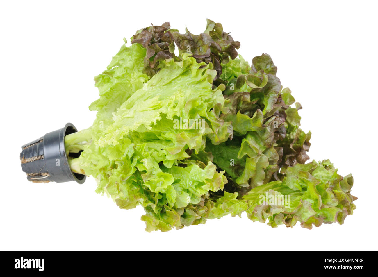 Lettuce roots Cut Out Stock Images & Pictures - Alamy