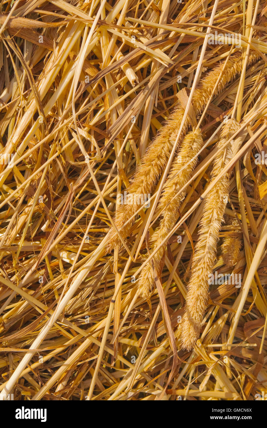 Stalks of grass in a haystack Stock Photo - Alamy