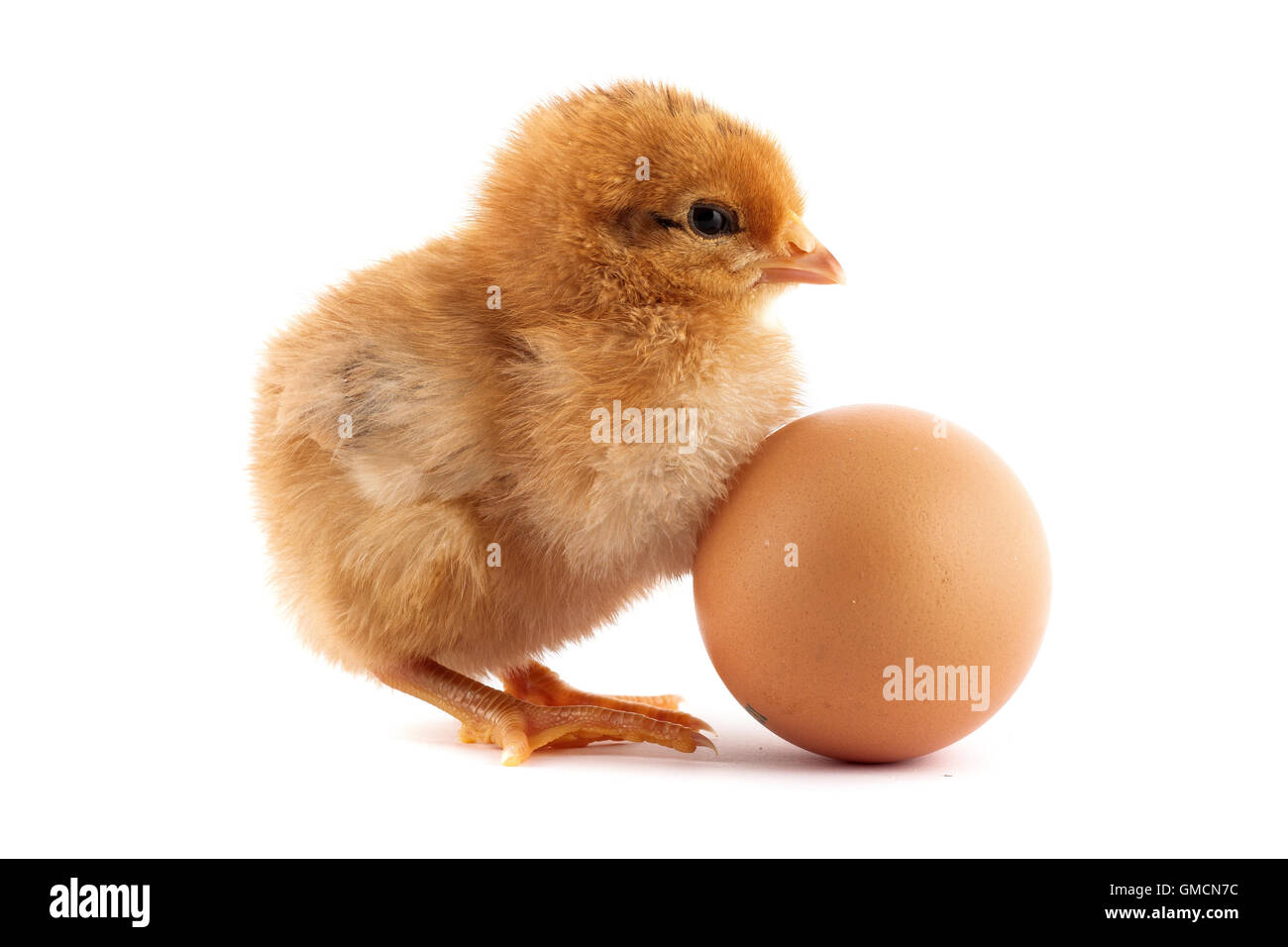 The yellow small chicks with an egg Stock Photo - Alamy