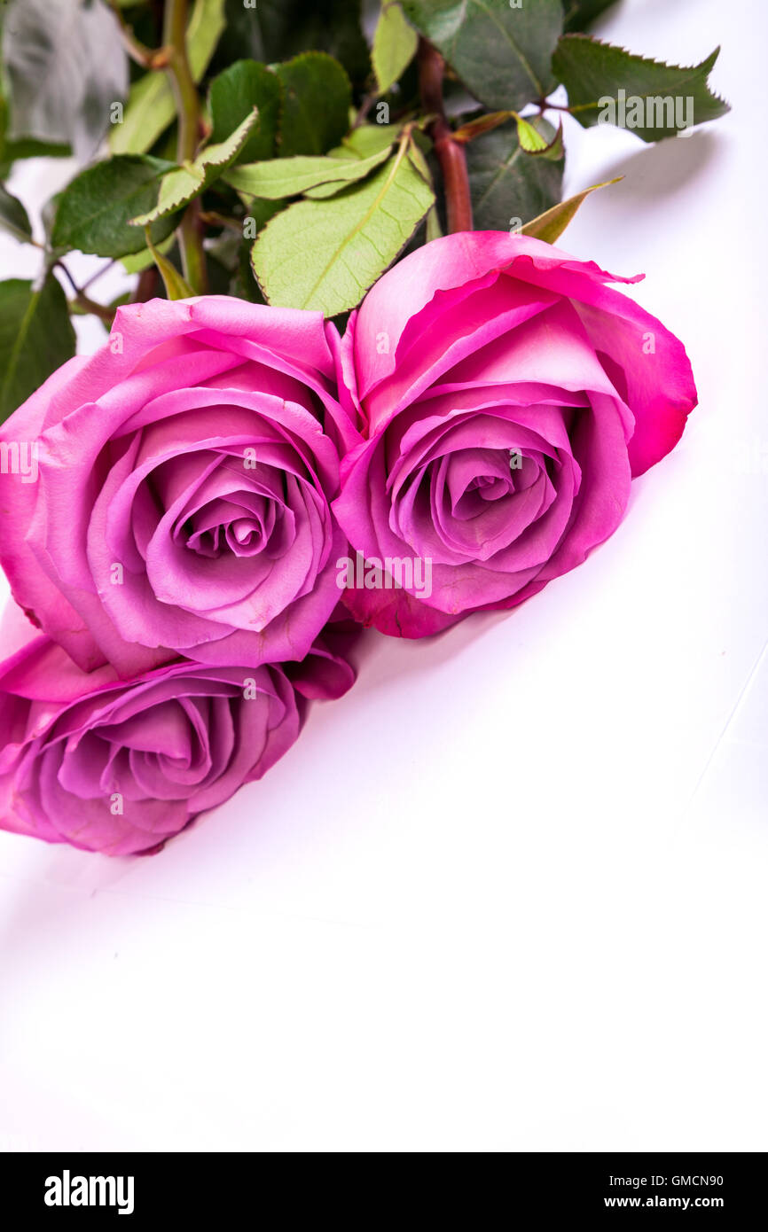 Three fresh pink roses over white background Stock Photo - Alamy
