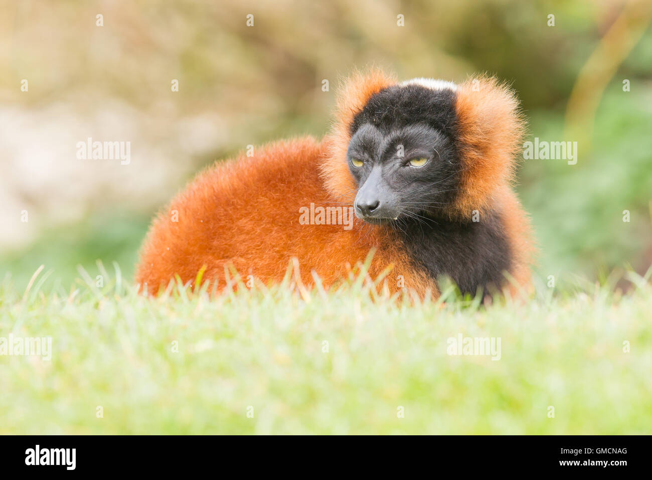 Red-bellied Lemur (Eulemur rubriventer Stock Photo - Alamy
