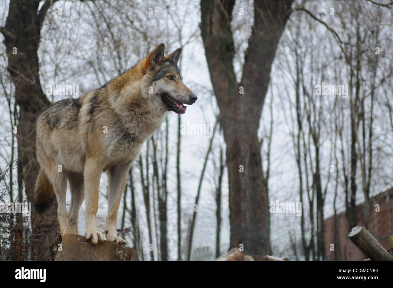 Wolf looking into the distance Stock Photo - Alamy