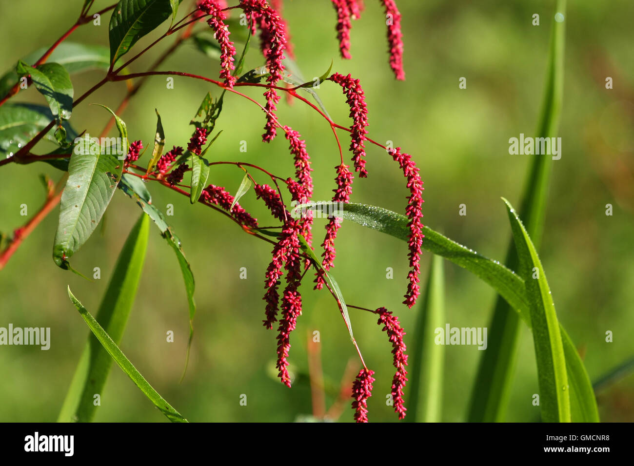Lady's Thumb Flower Stock Photo - Alamy