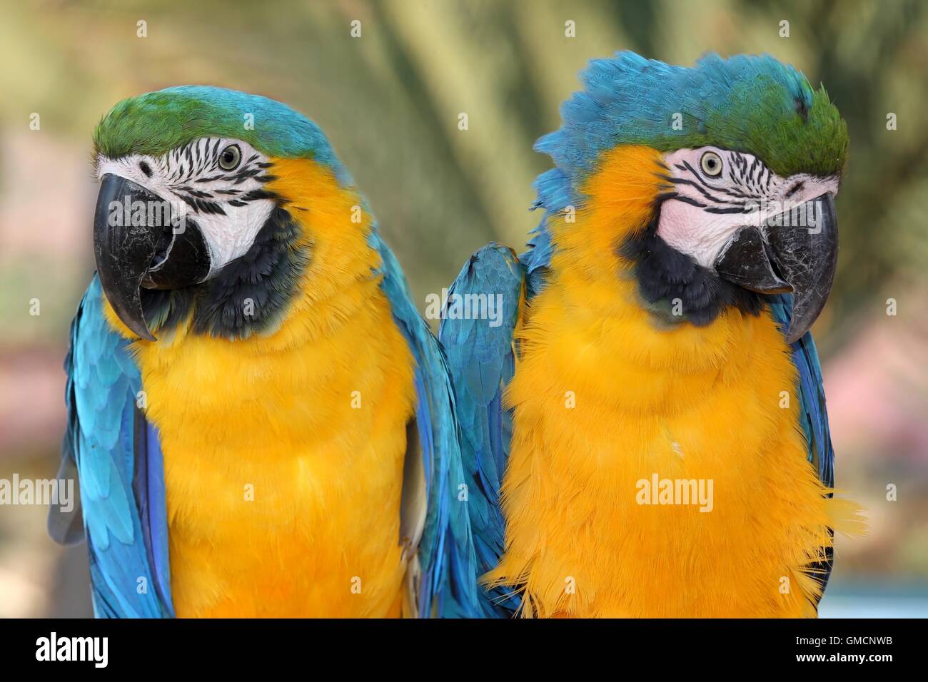 Fluffy parrot hi-res stock photography and images - Alamy