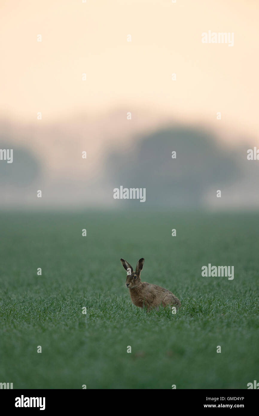 German hare hi-res stock photography and images - Alamy