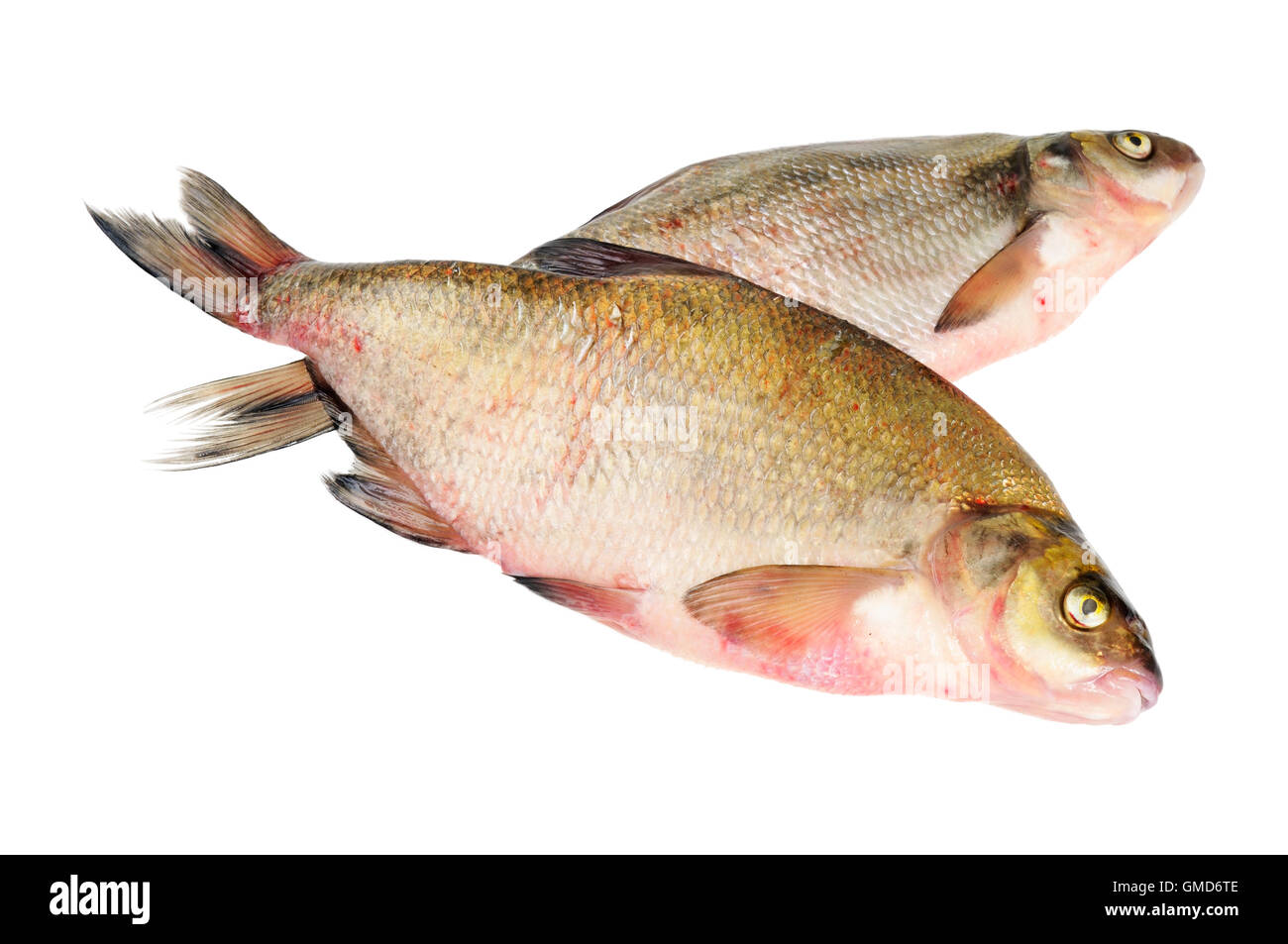 Two fresh freshwater fish Stock Photo - Alamy