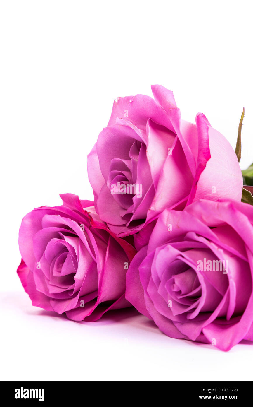 Three fresh pink roses over white background Stock Photo - Alamy