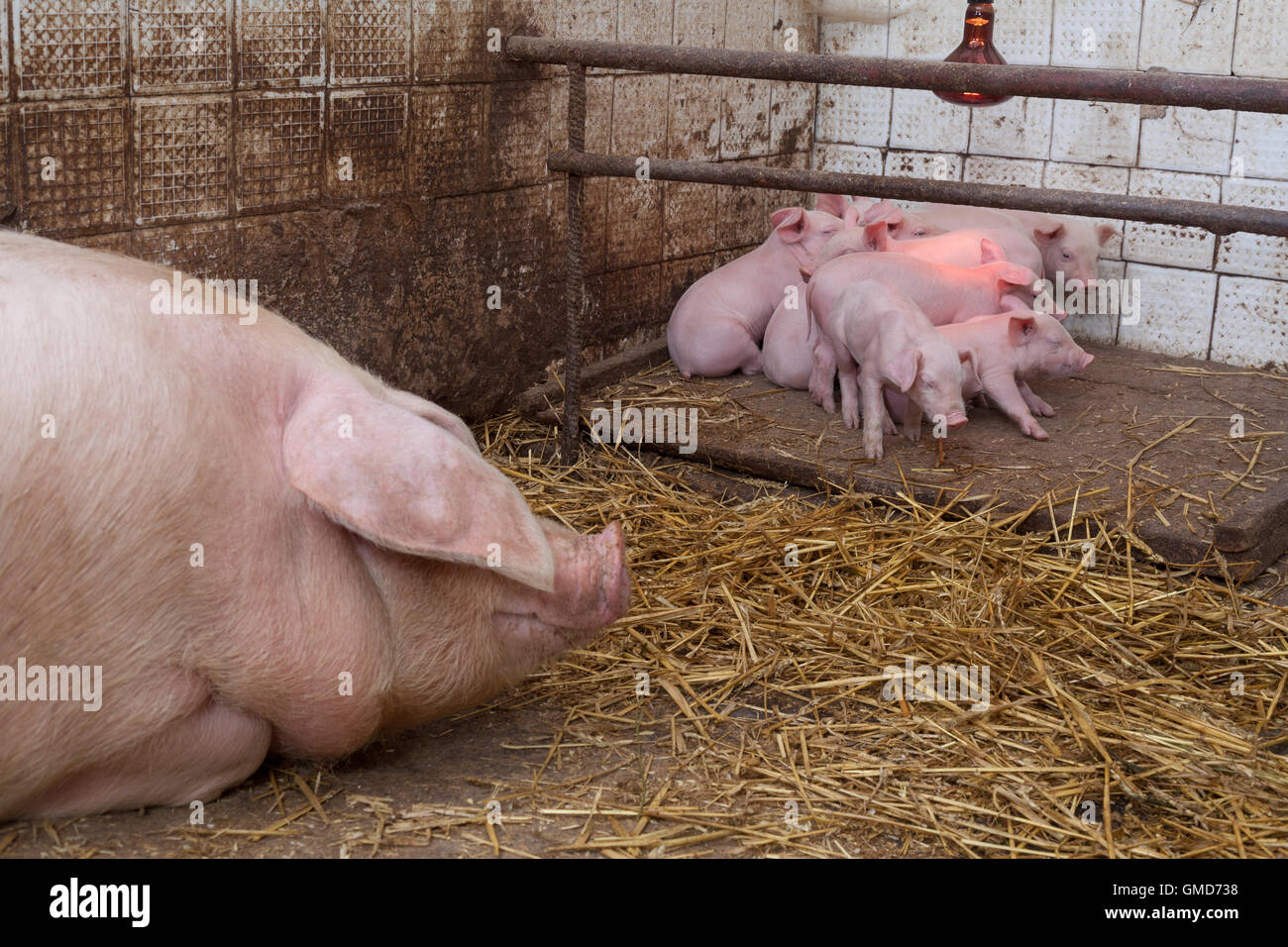 Sow pig with piglets Stock Photo - Alamy
