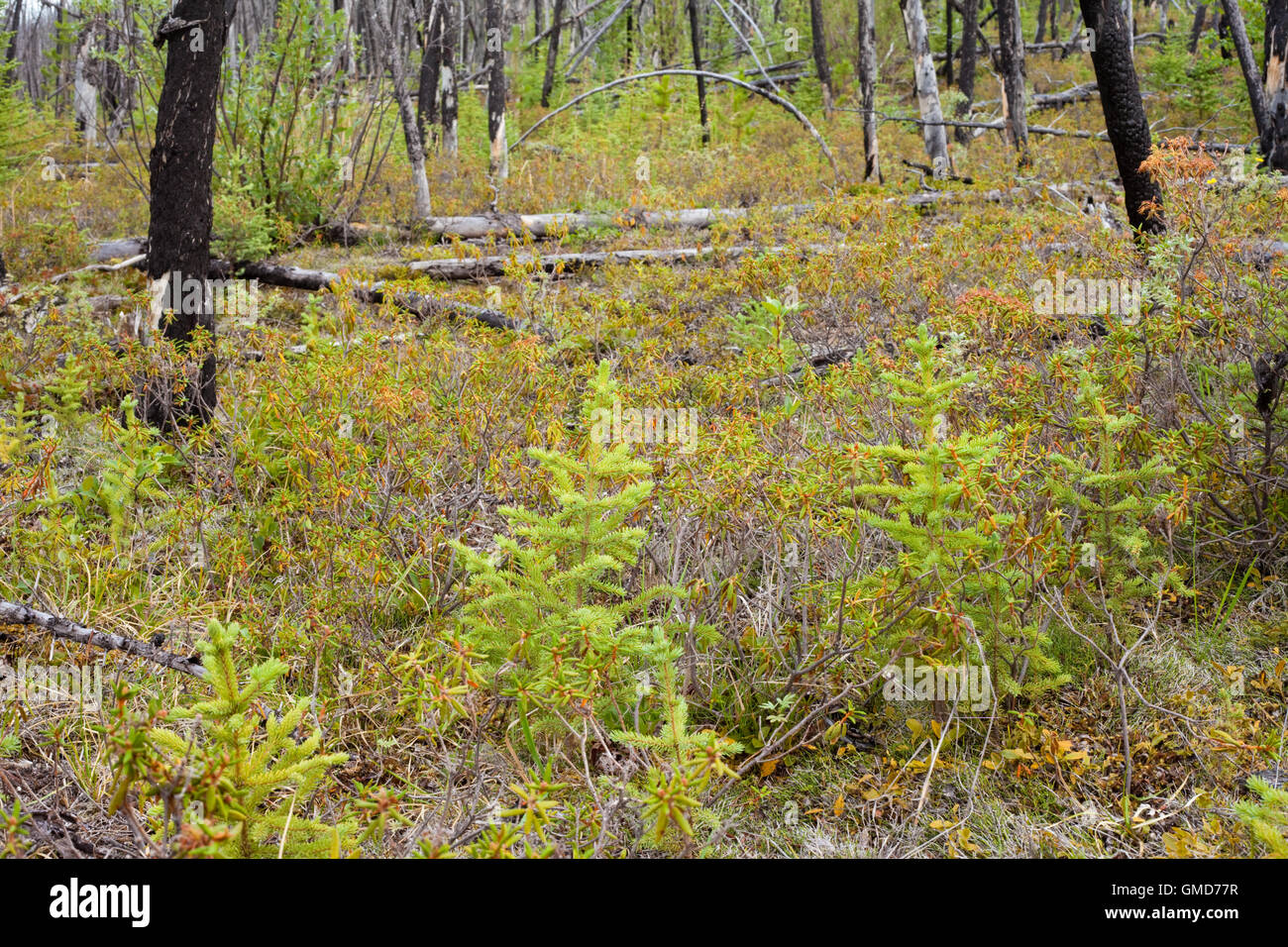 Burnt boreal forest Stock Photo - Alamy