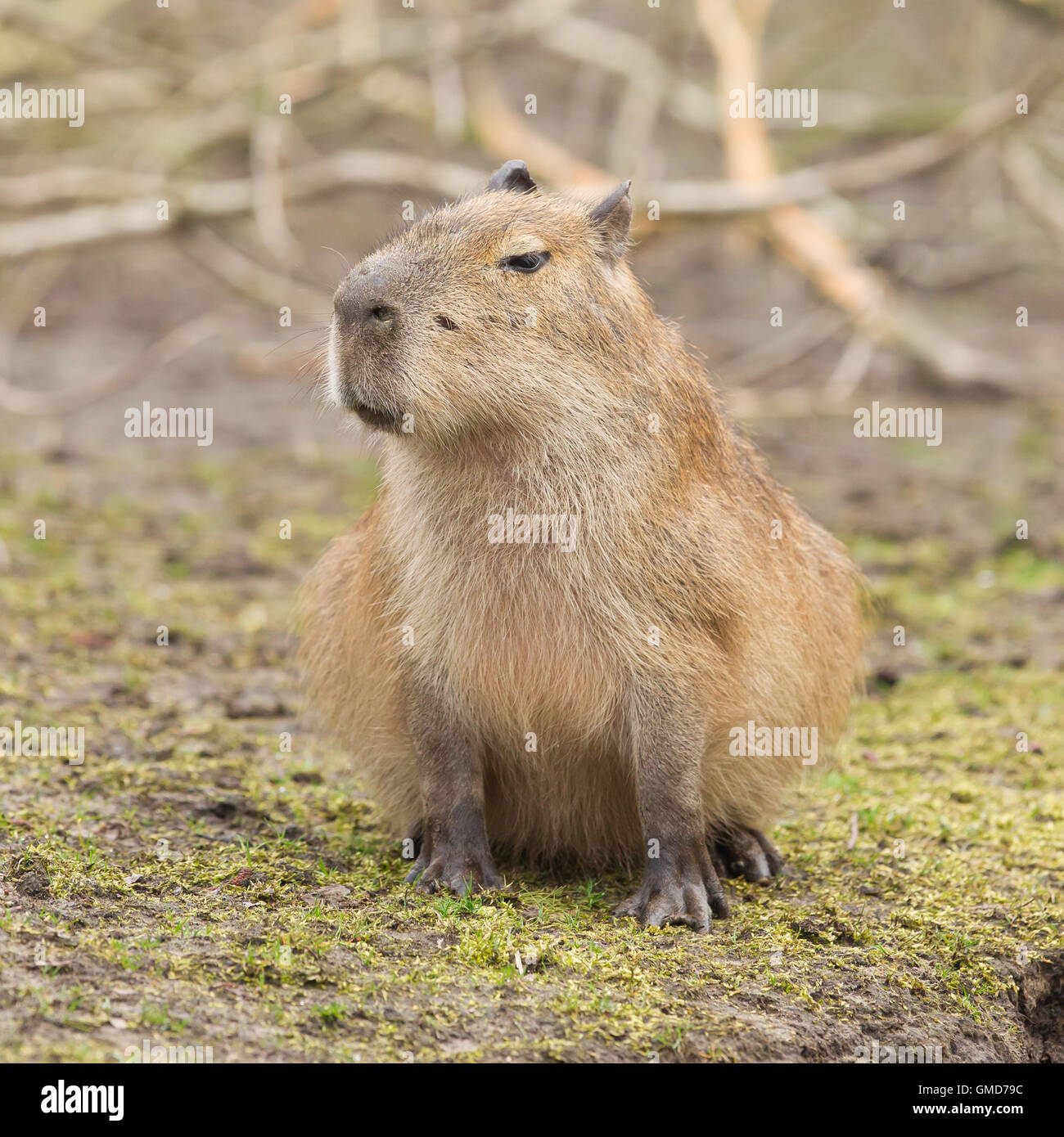 Capybara rodent mammal black hi-res stock photography and images - Alamy
