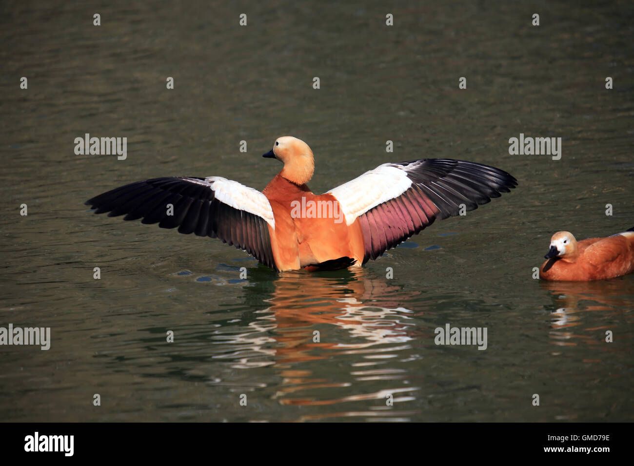 Ruddy sheldrake hi-res stock photography and images - Alamy