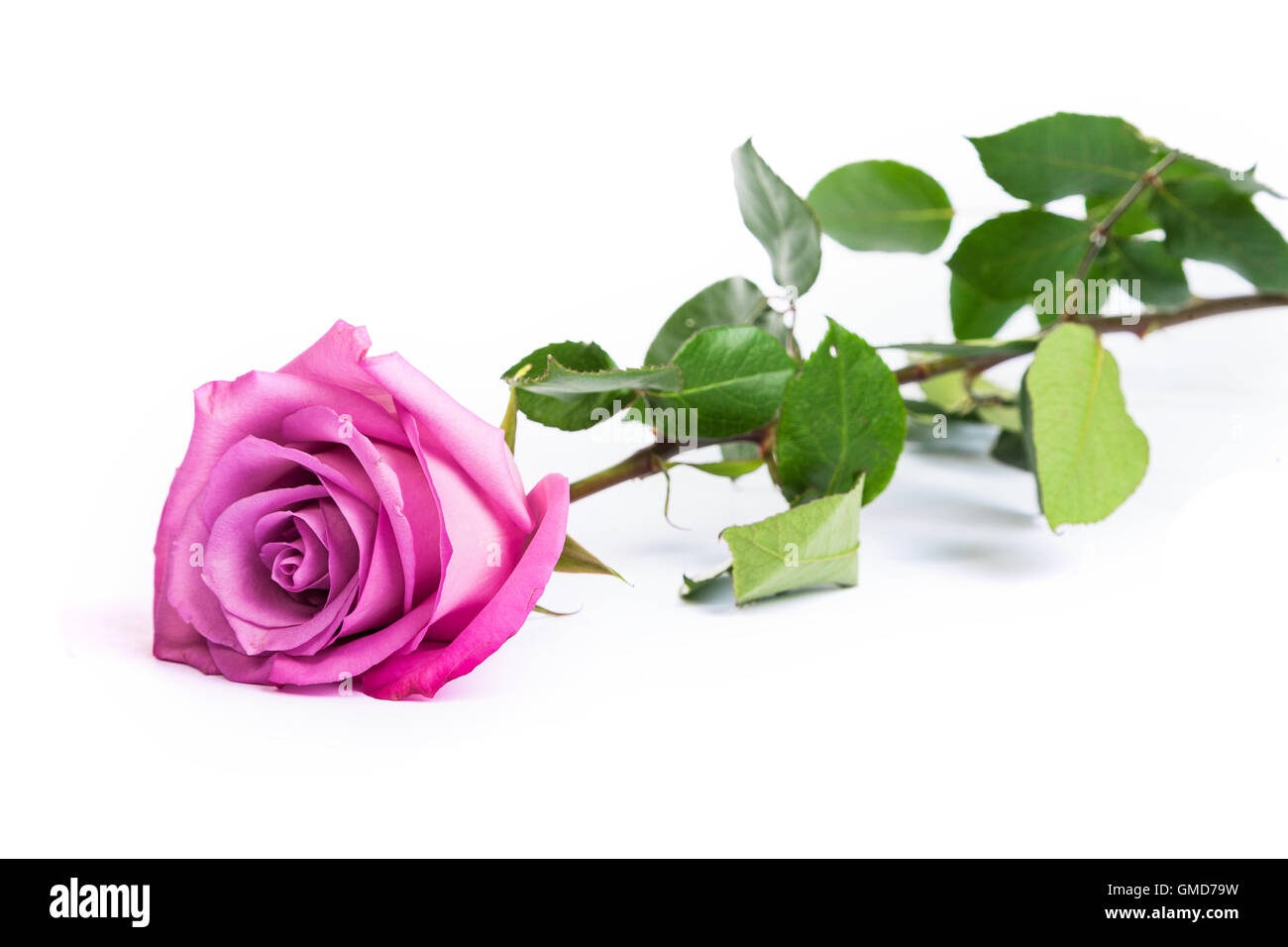 One beautiful pink rose Cut Out Stock Images & Pictures - Alamy