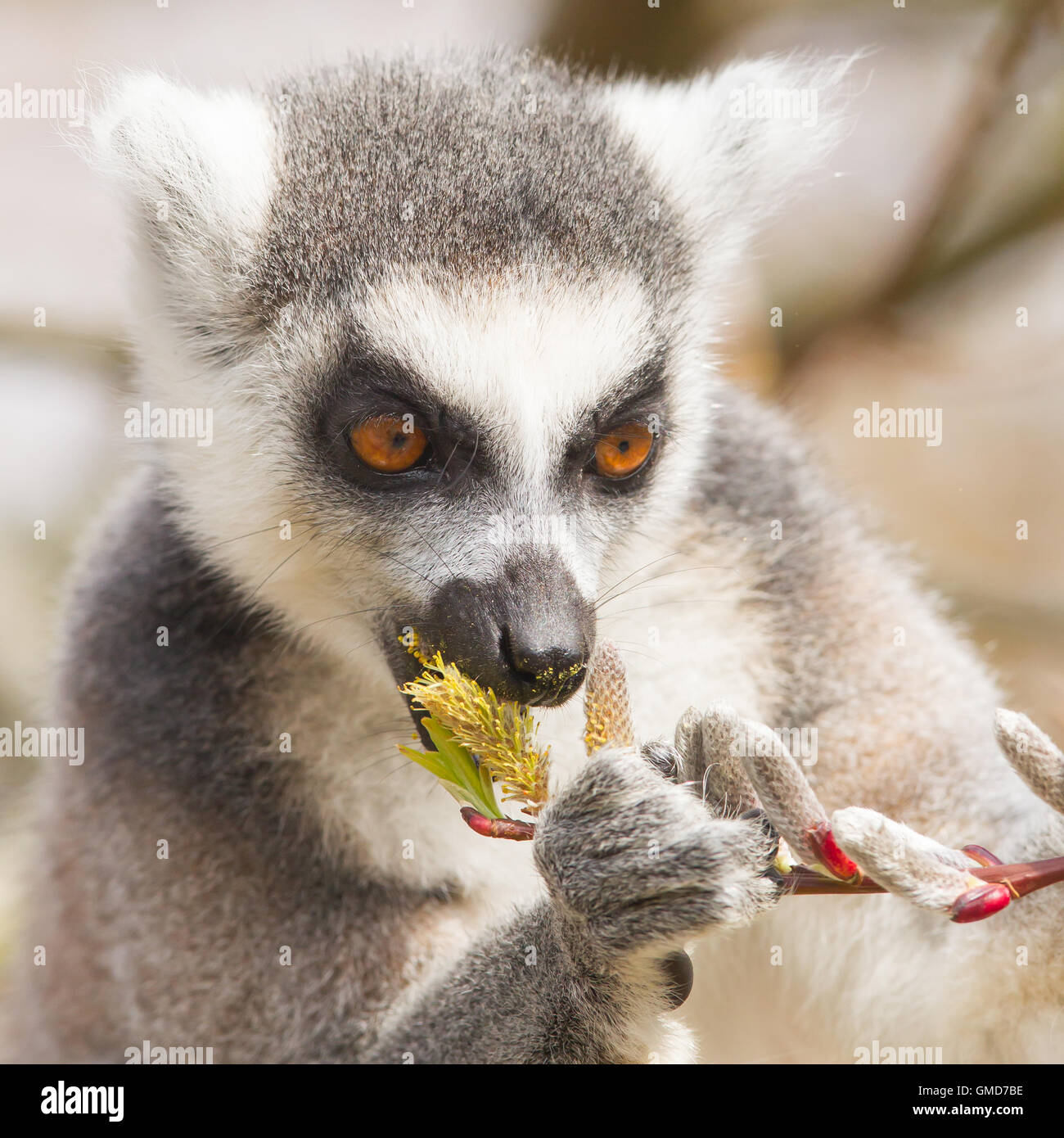 Lemur catta katta feeding hi-res stock photography and images - Alamy