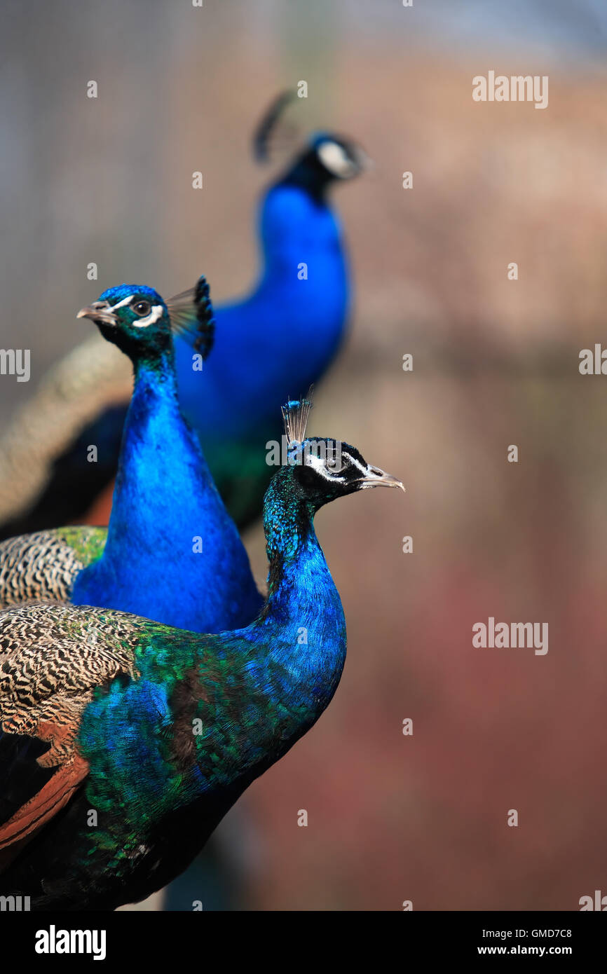 Three peacocks hi-res stock photography and images - Alamy