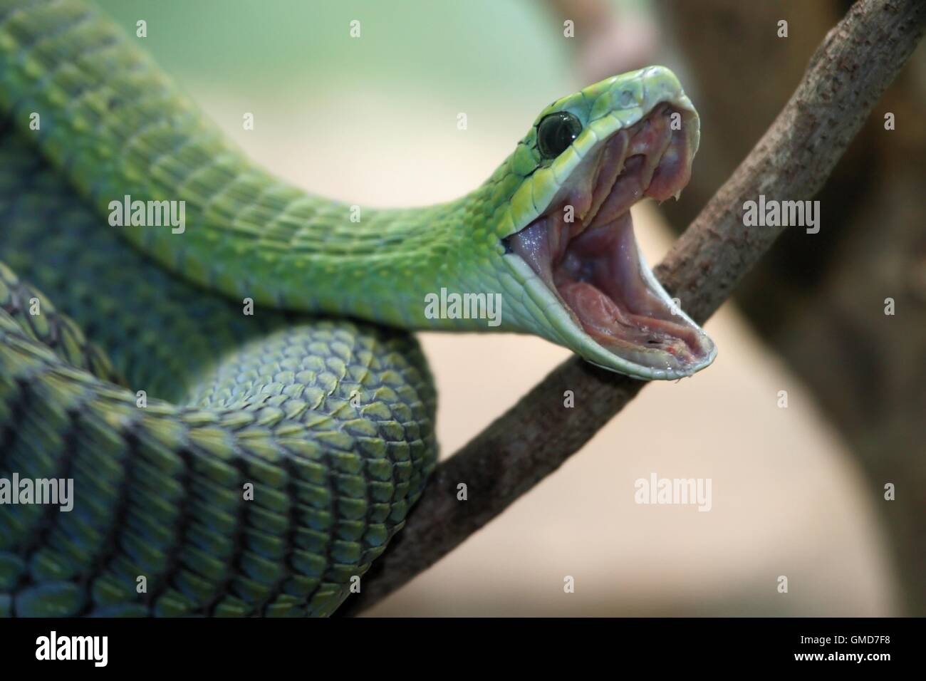 Boomslang Snake High Resolution Stock Photography and Images - Alamy