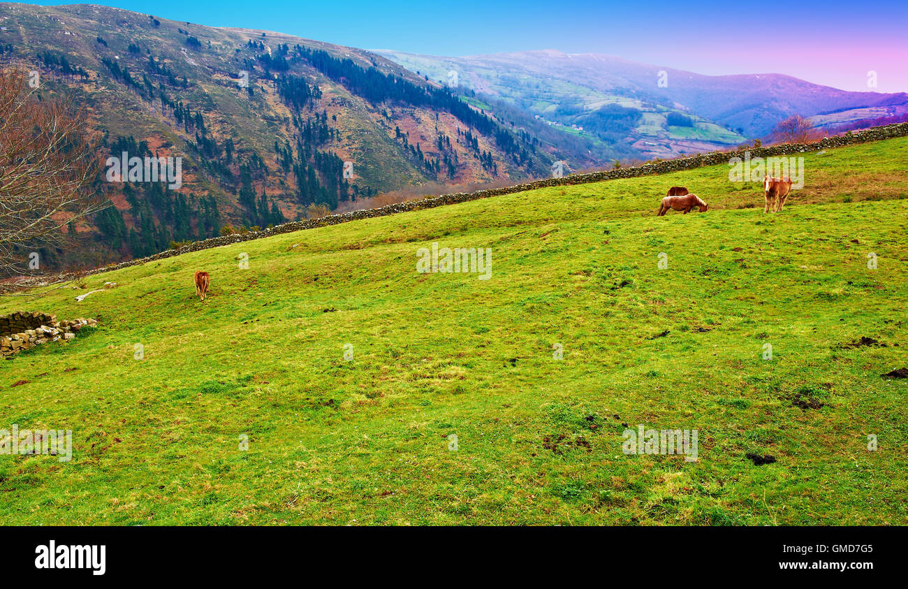 Animal boundary hi-res stock photography and images - Alamy
