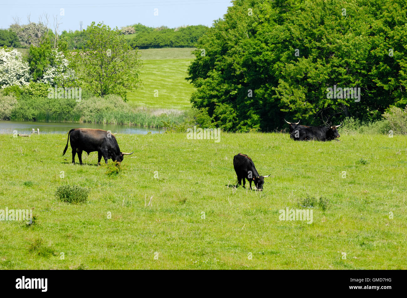 Black white cows eat standing hi-res stock photography and images - Alamy