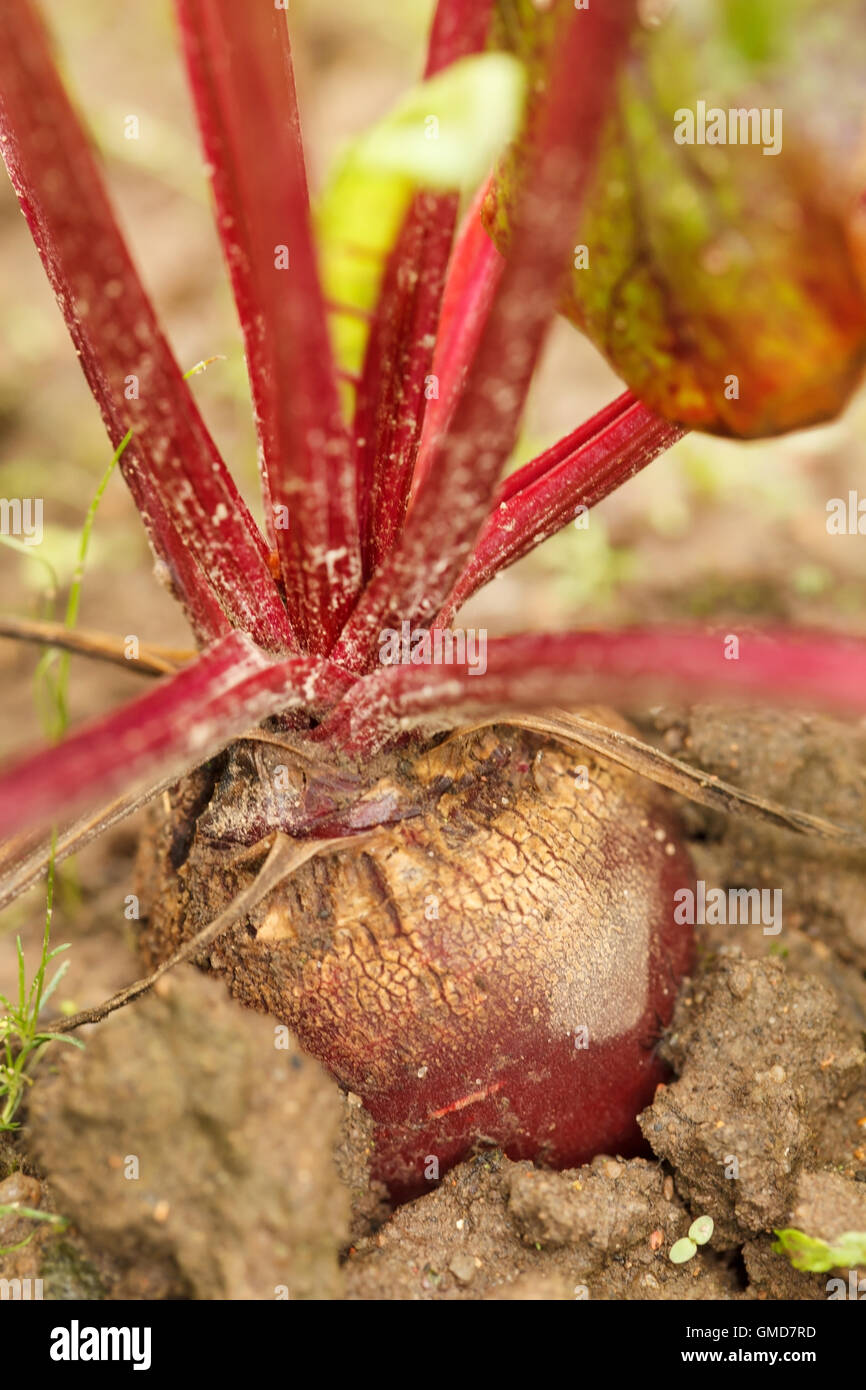 Beetroot dark hi-res stock photography and images - Alamy
