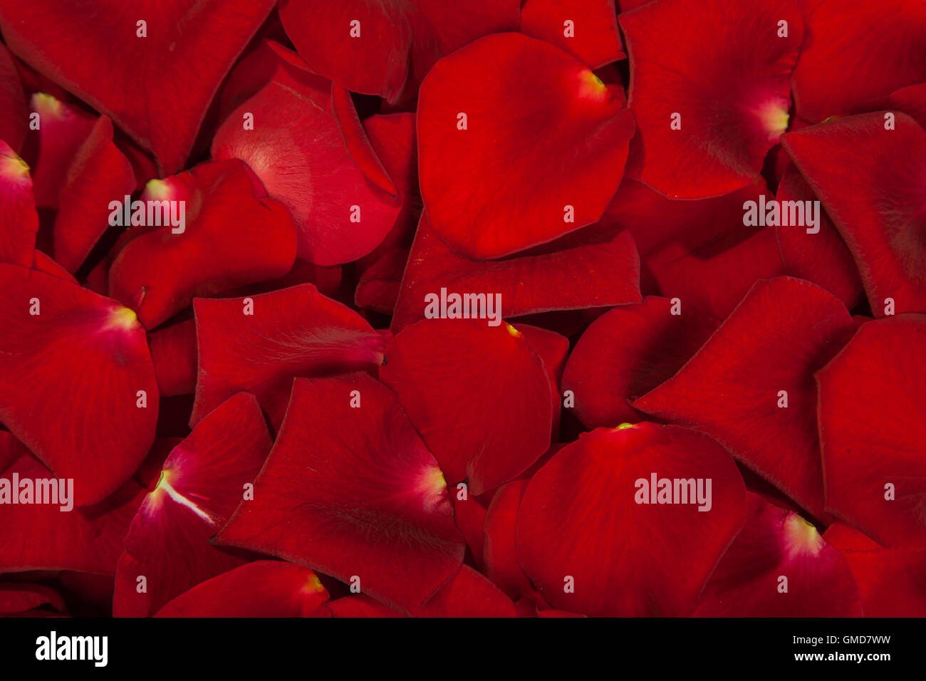 Background of red rose petals Stock Photo - Alamy