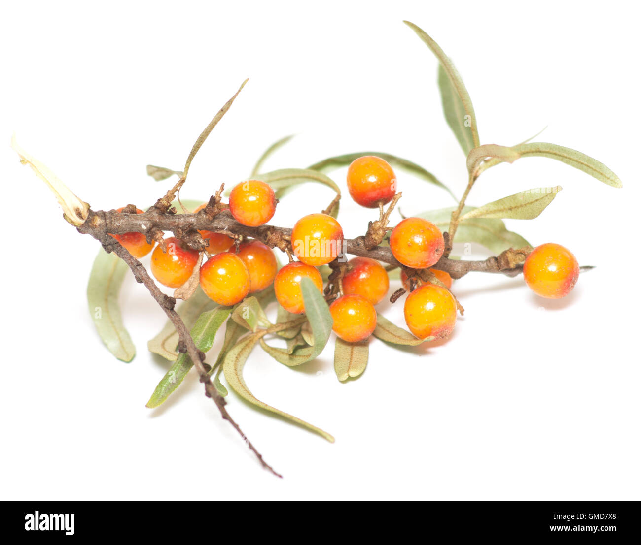Sea buckthorn berries isolated on white background Stock Photo - Alamy