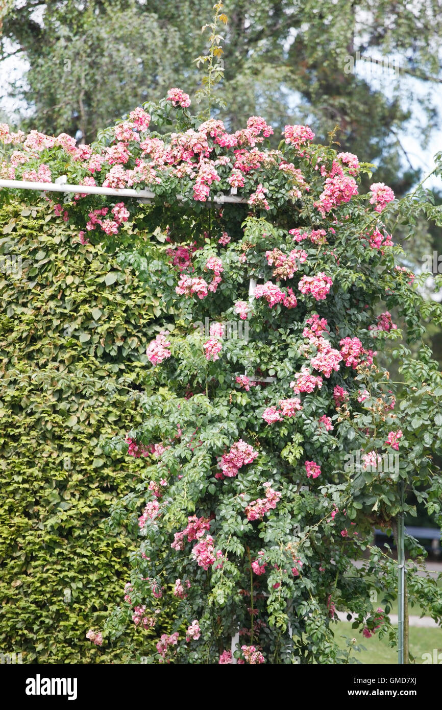 Roses in the garden Stock Photo - Alamy