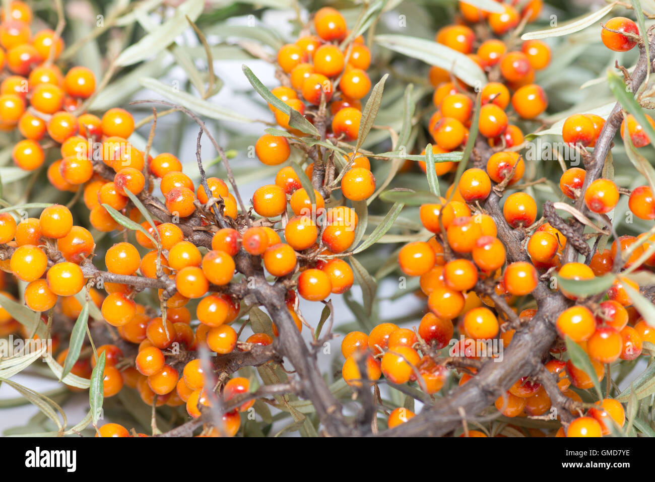 Buckthorn berries hi-res stock photography and images - Alamy