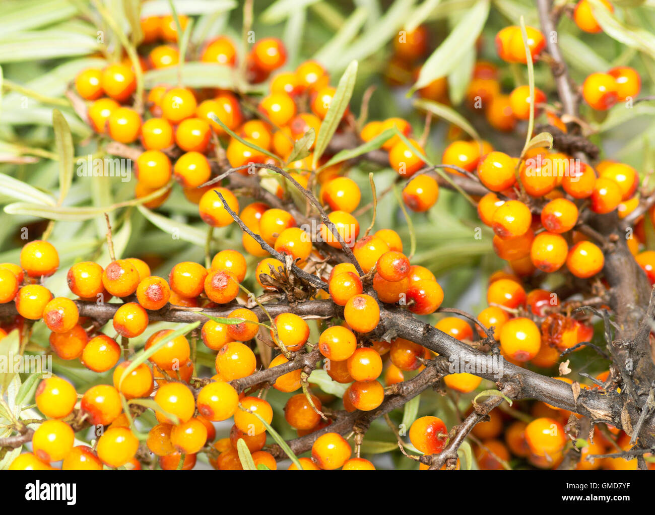 Buckthorn berries hi-res stock photography and images - Alamy