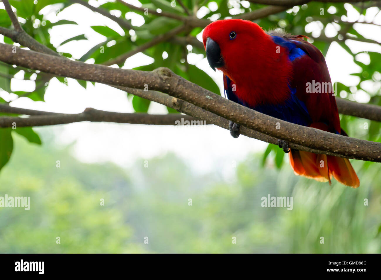 colorful Lory- parrot Stock Photo - Alamy