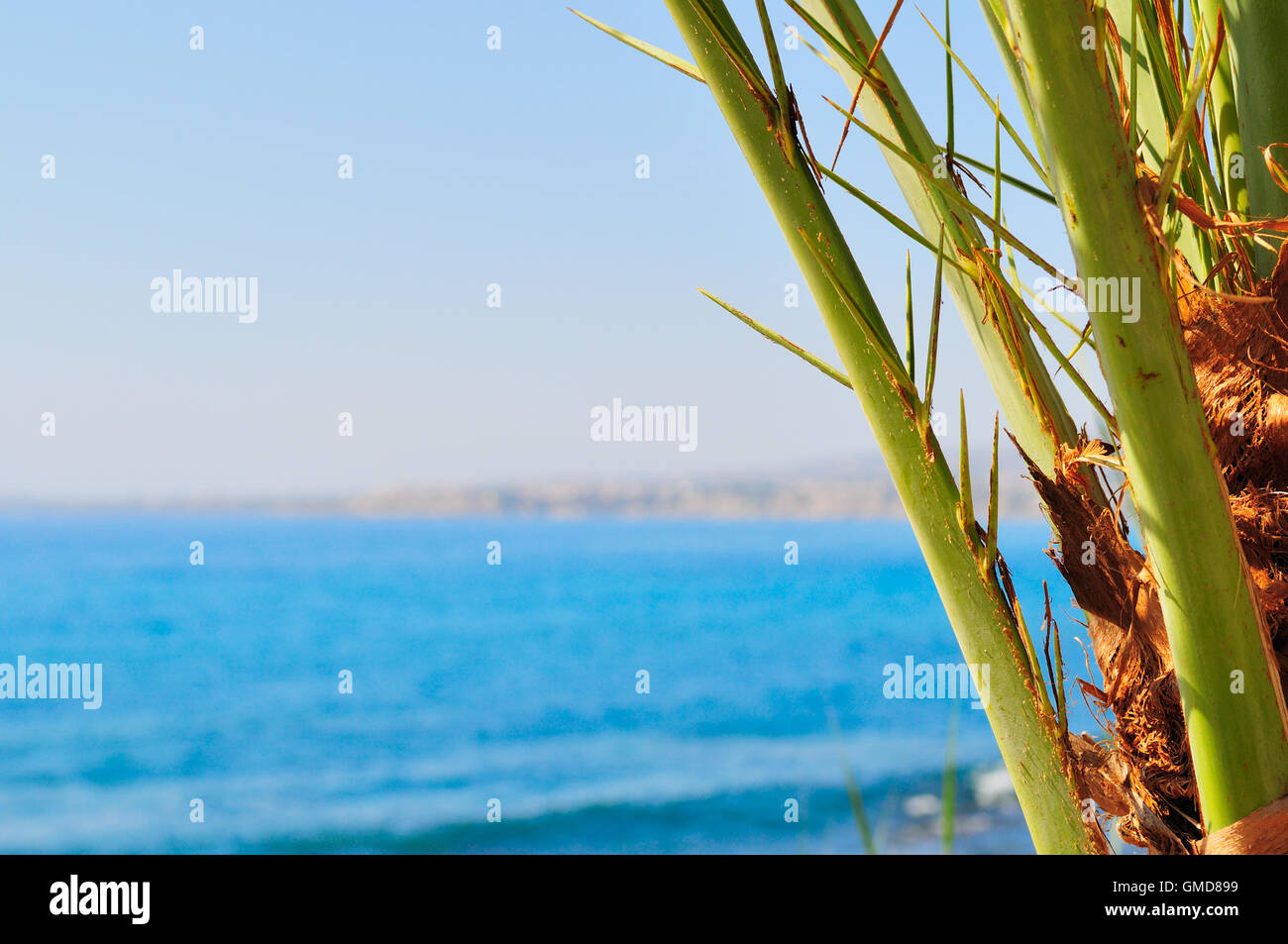 Date palm branches Stock Photo - Alamy