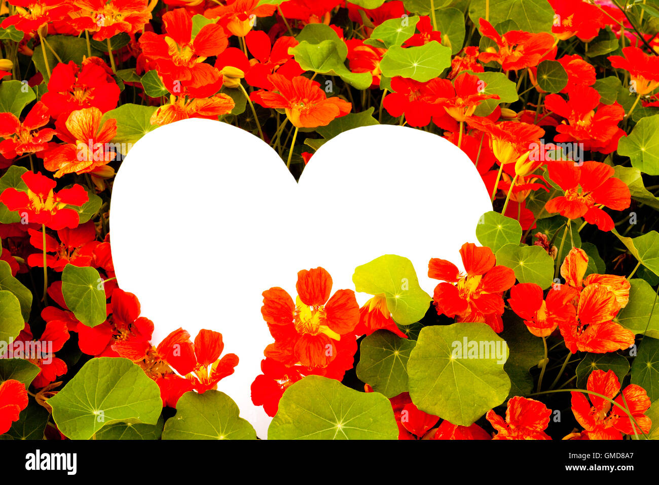 Flower greetings hi-res stock photography and images - Alamy
